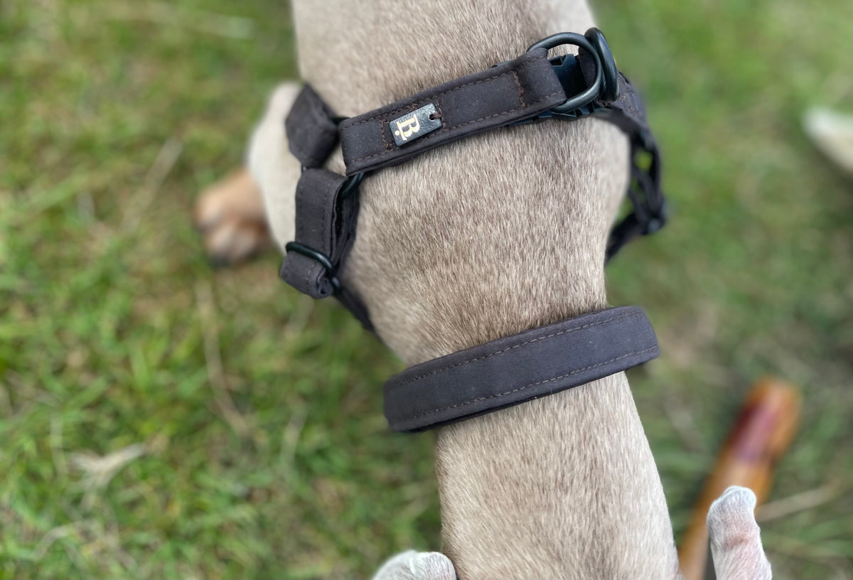 Harness – Bashe London